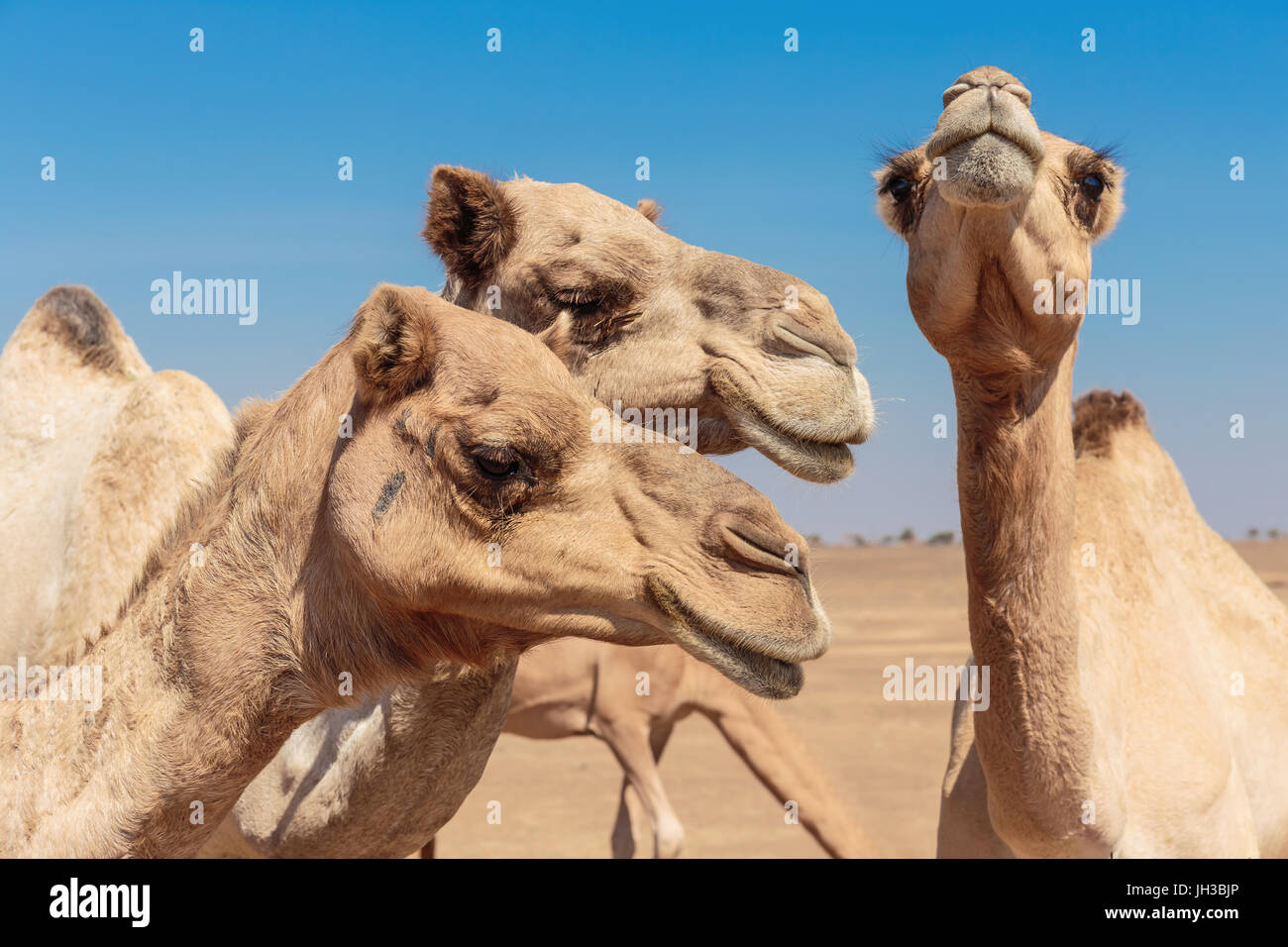 camels in the desert Stock Photo - Alamy