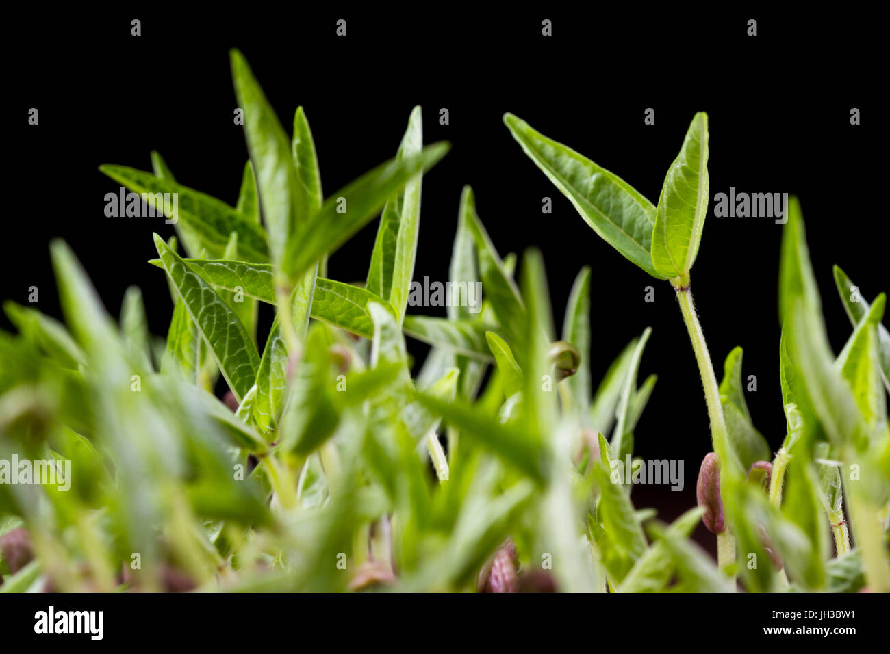 close up of a group of green soybean sprouts with long stems and green ...