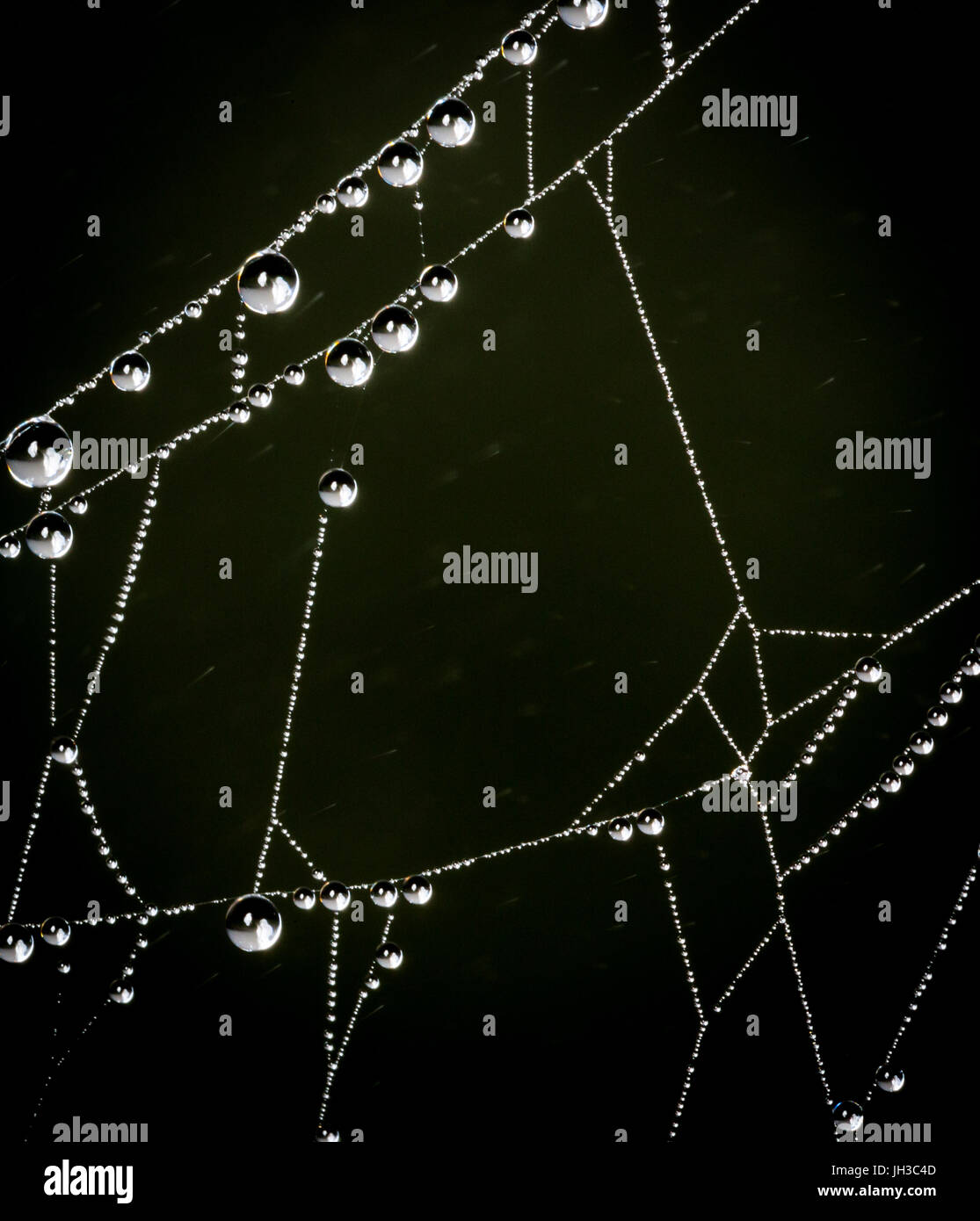 Cob web hi-res stock photography and images - Alamy