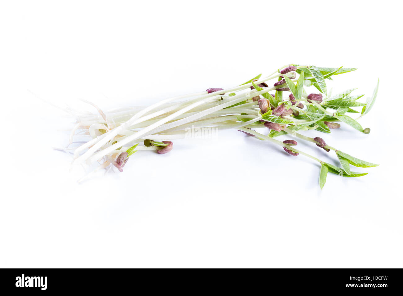 close up of a group of green soybean sprouts with long stems and green ...