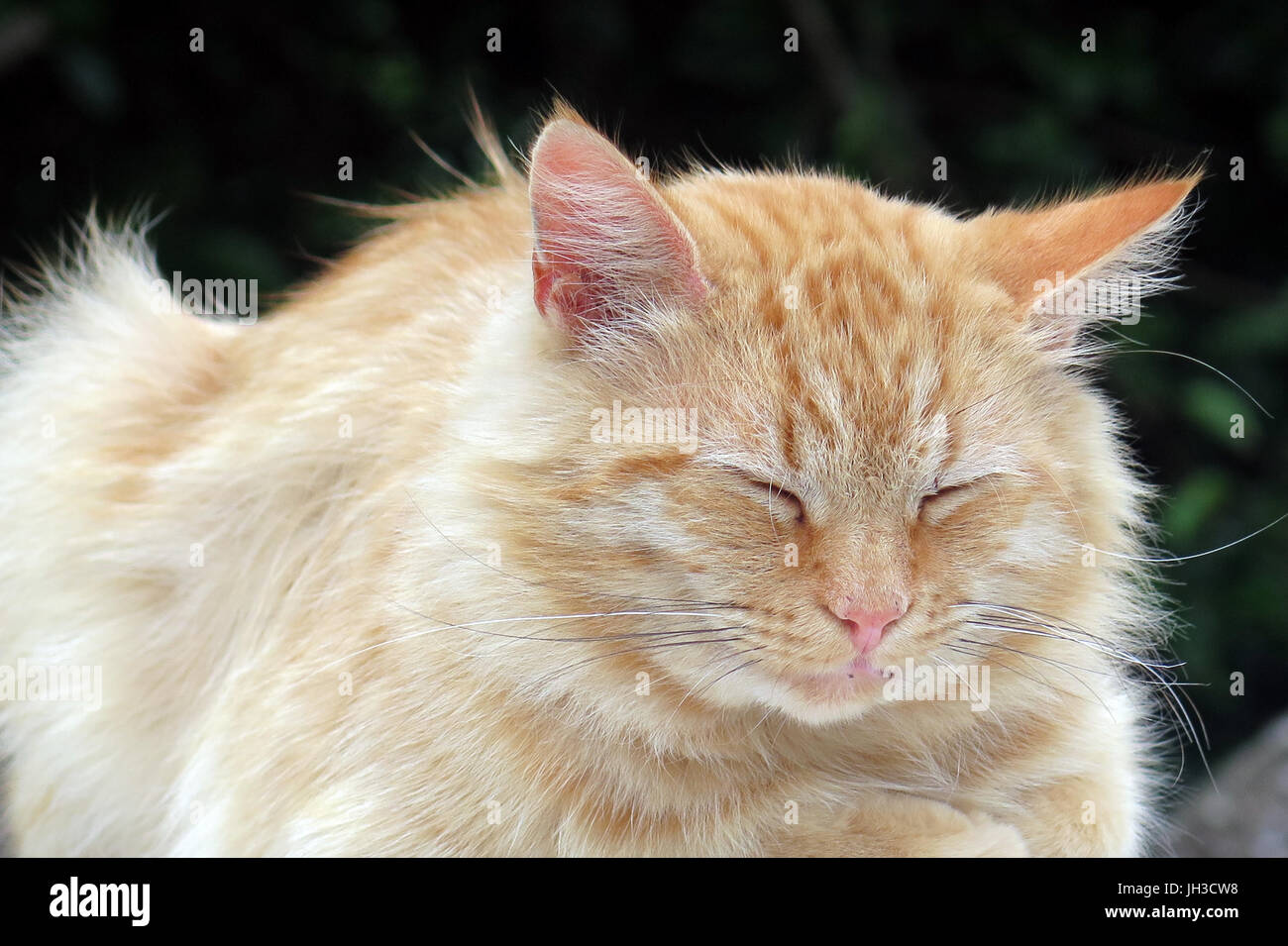 Ginger the Cat Stock Photo - Alamy