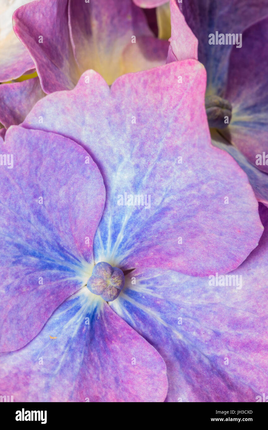 Single Hydrangea Flower Stock Photo - Alamy