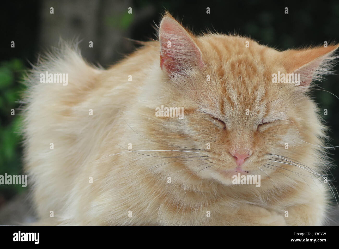 Ginger the Cat Stock Photo - Alamy