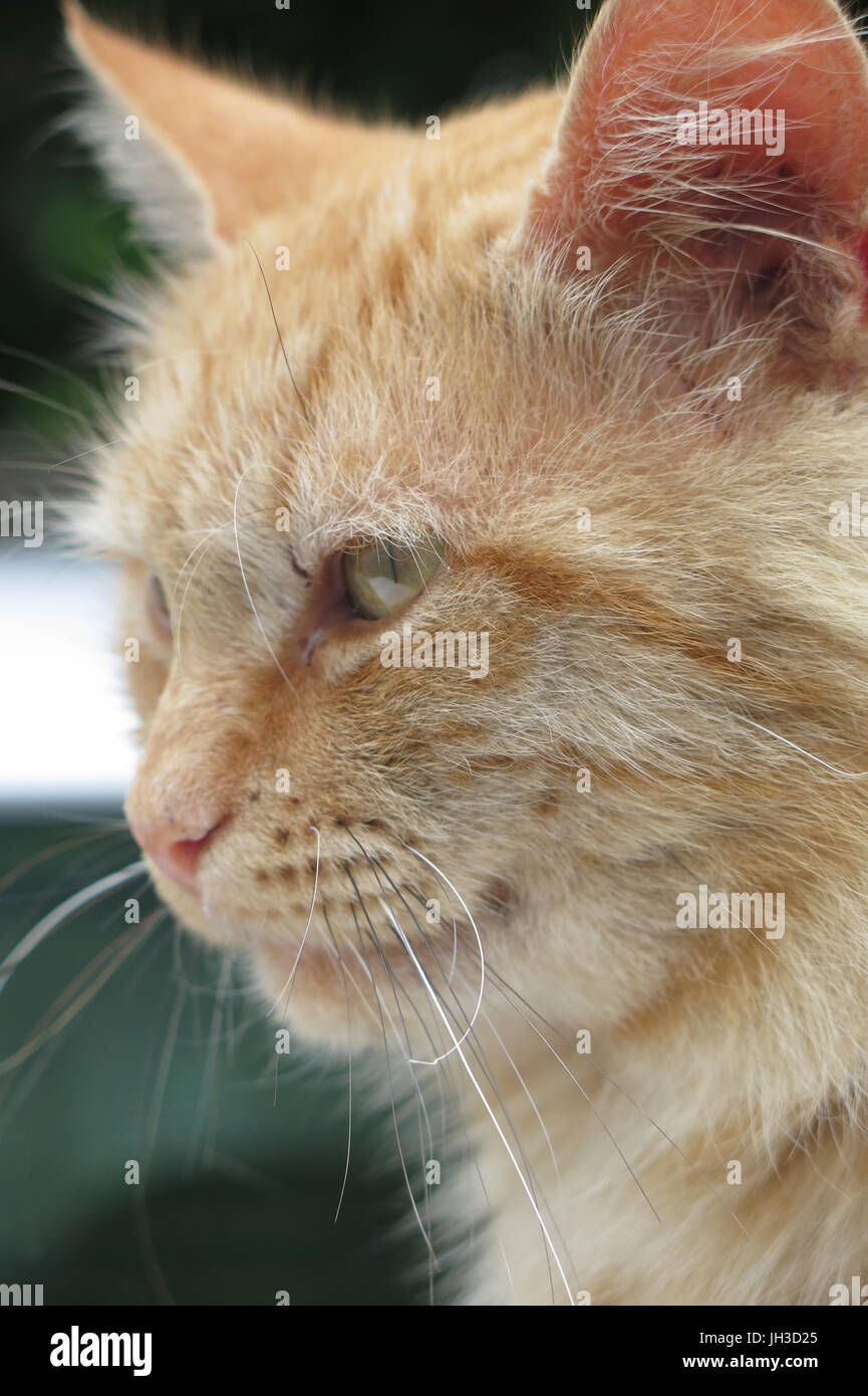 Ginger the Cat Stock Photo - Alamy