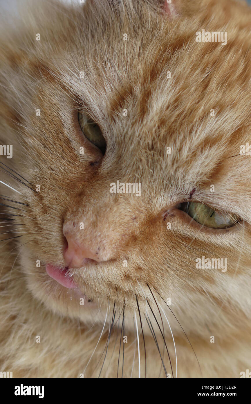 Ginger the Cat Stock Photo - Alamy