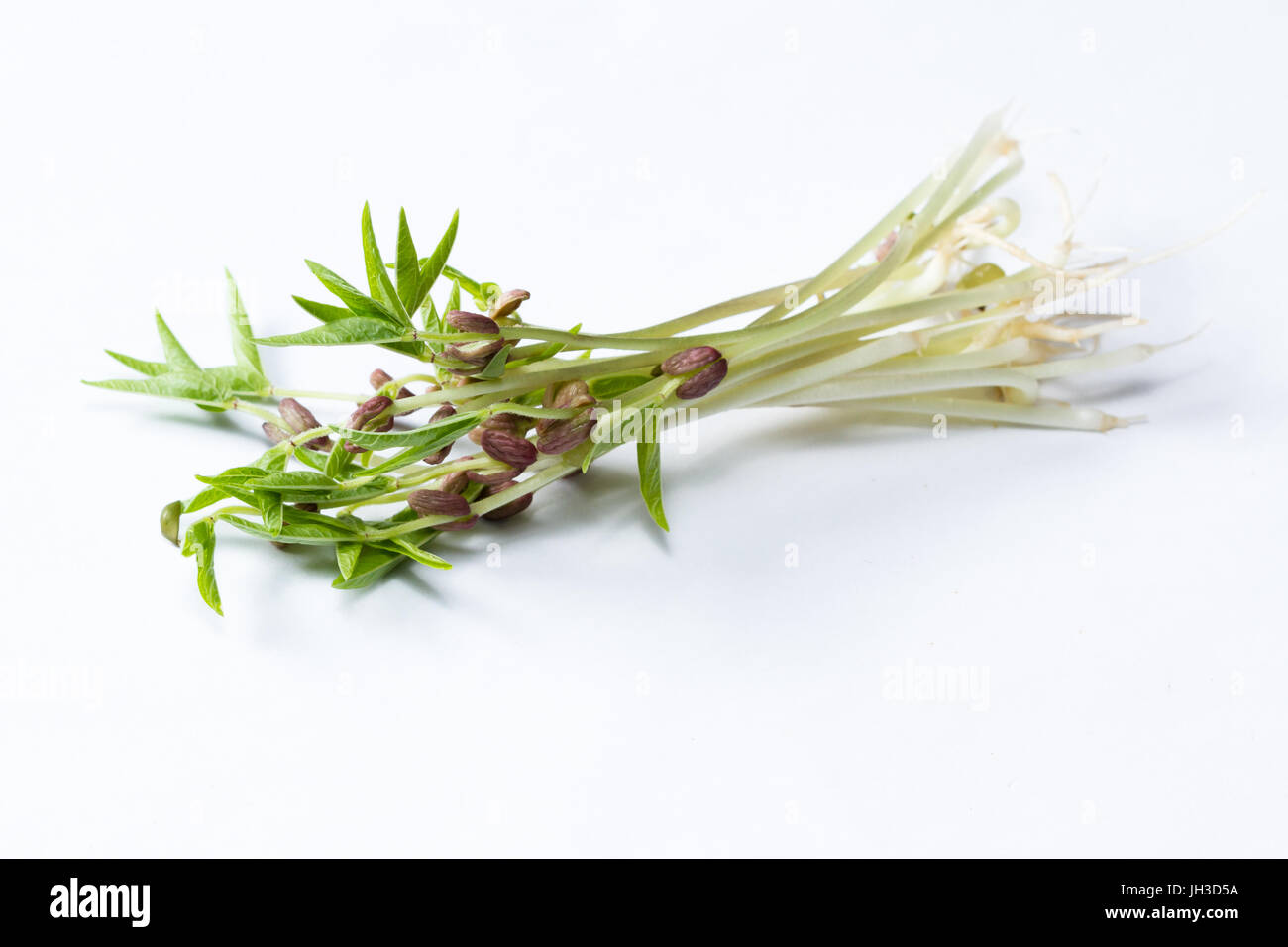 close up of a group of green soybean sprouts with long stems and green ...