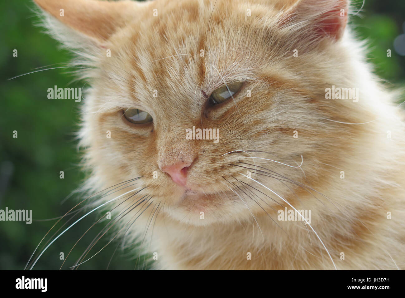 Ginger the Cat Stock Photo - Alamy