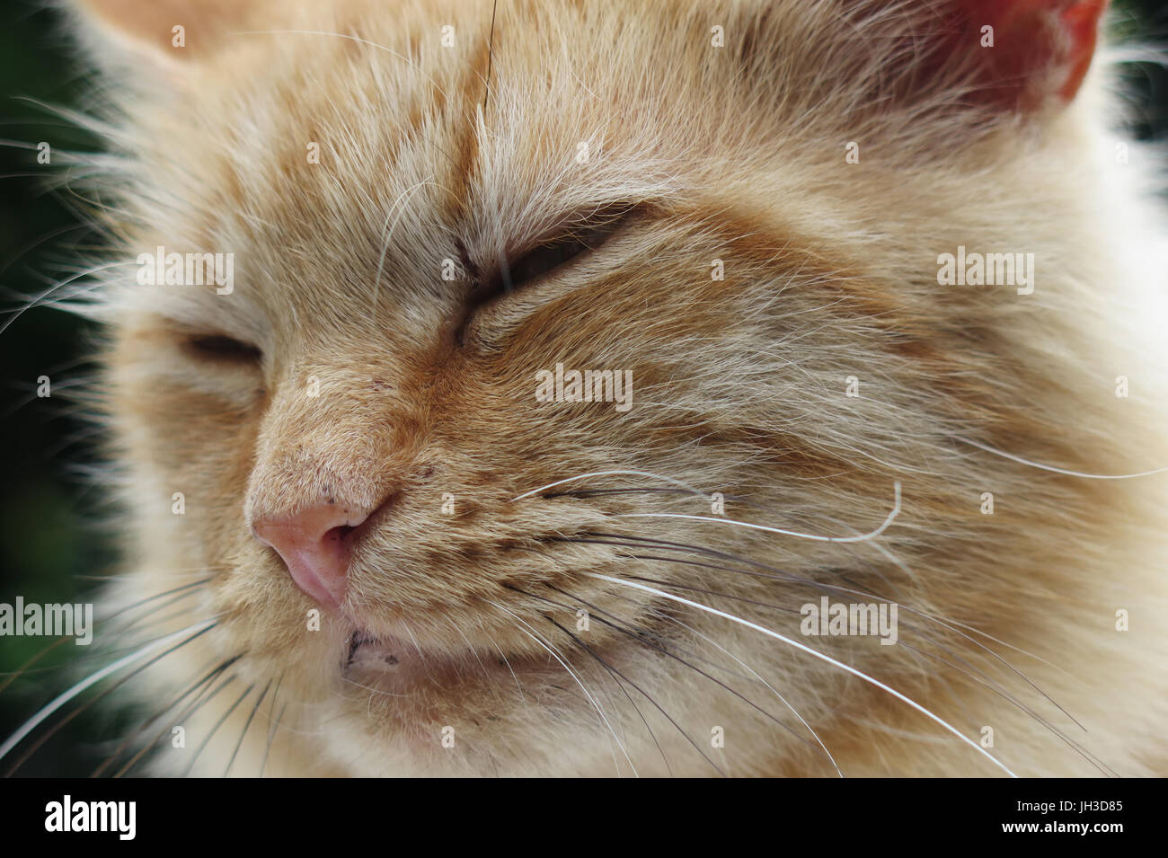 Ginger the Cat Stock Photo - Alamy