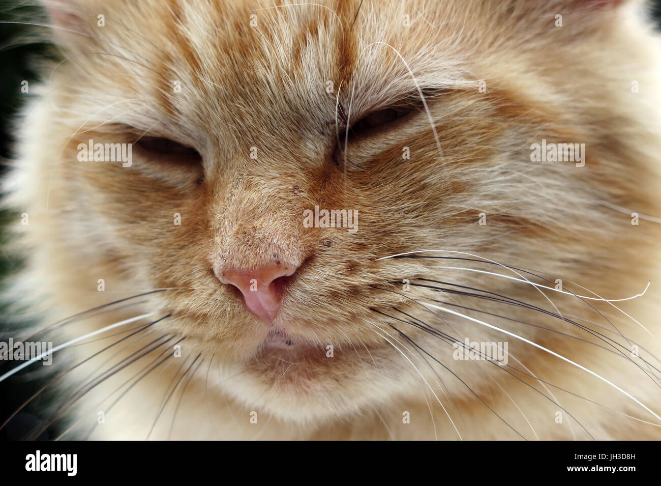 Ginger the Cat Stock Photo - Alamy