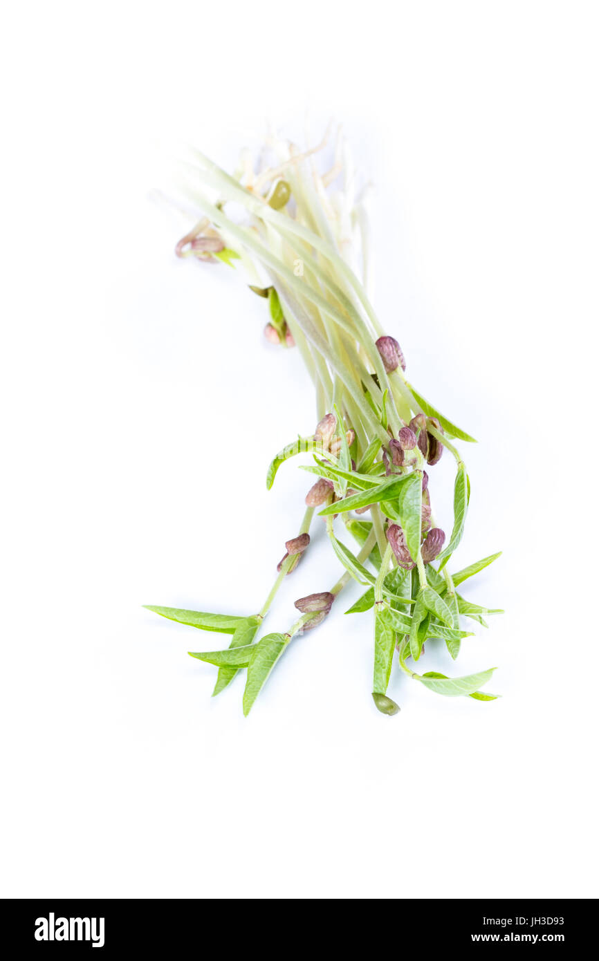 close up of a group of green soybean sprouts with long stems and green ...