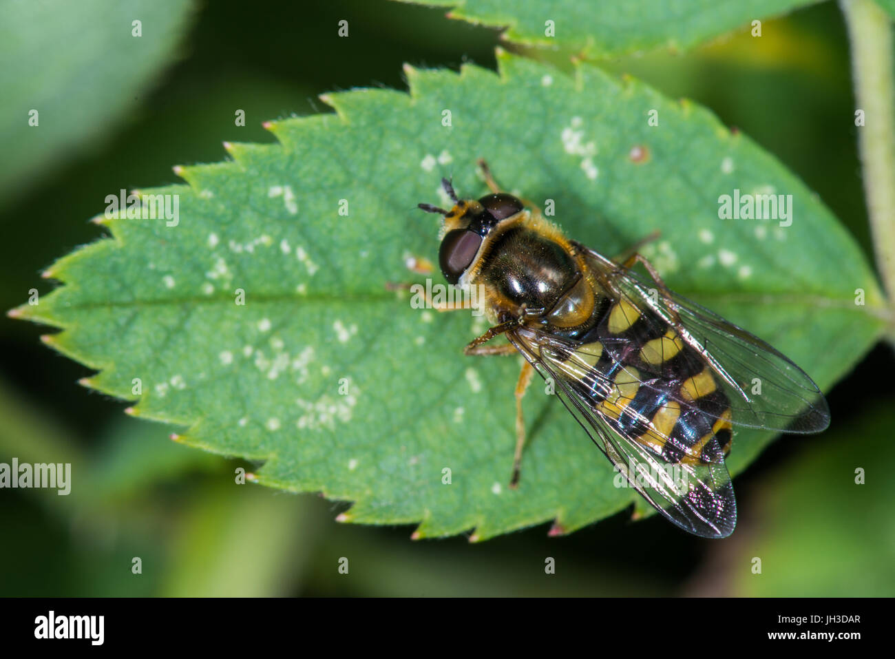 Hoverfly on rose leaf Stock Photo - Alamy