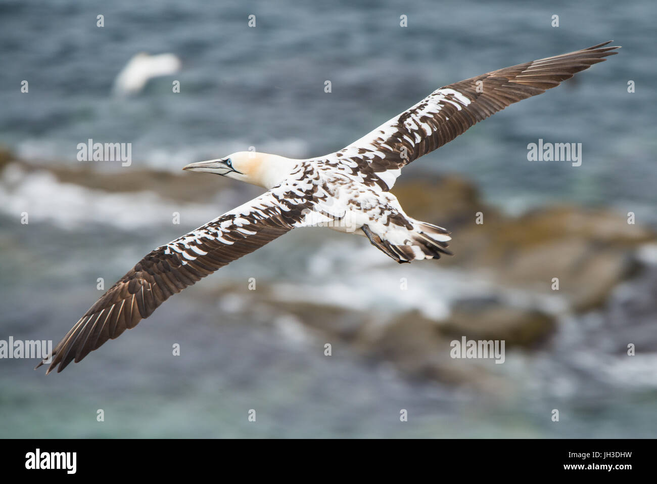 Gannet Portrait High Resolution Stock Photography and Images - Alamy