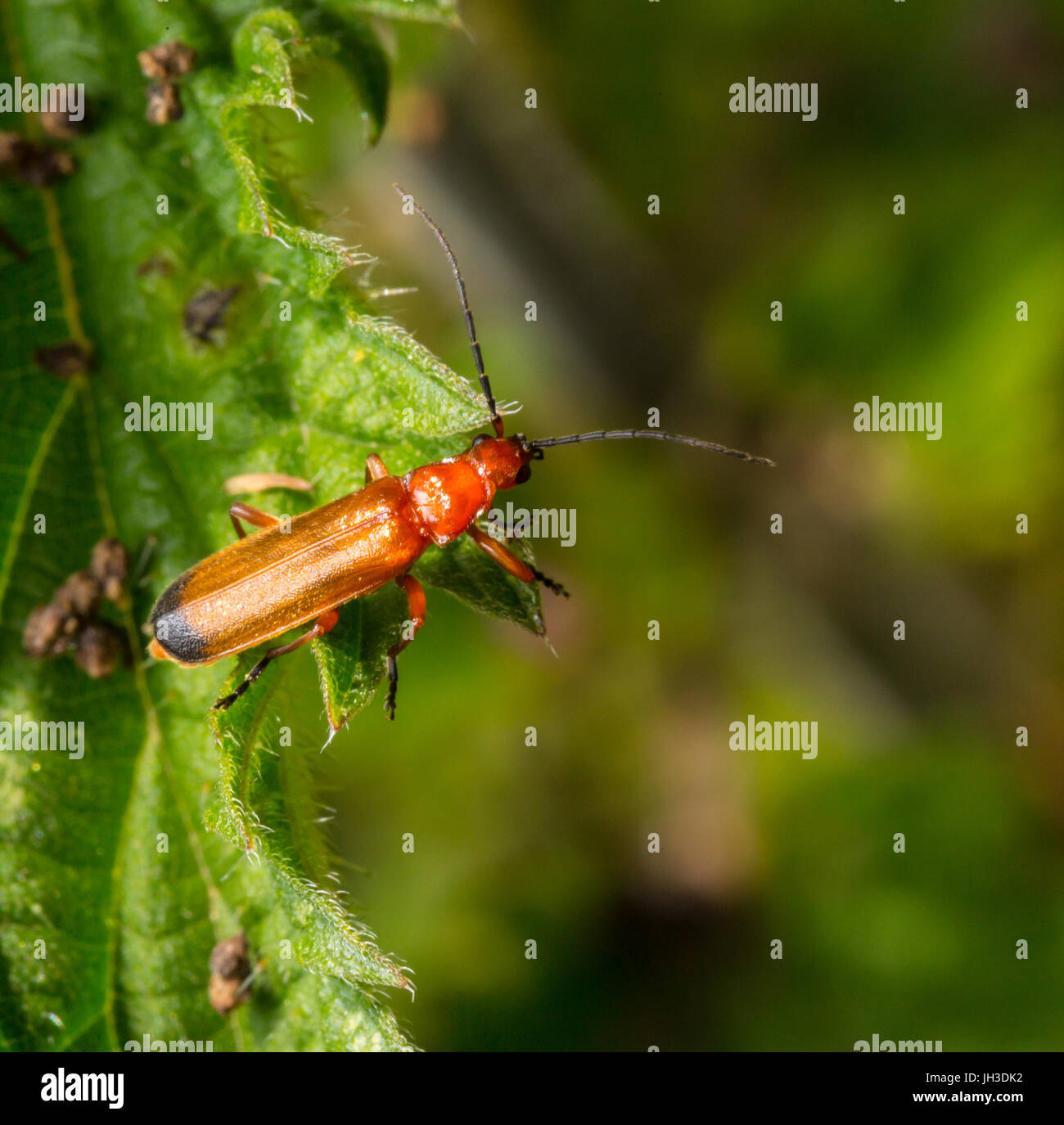 A Soldier Beetle Stock Photo - Alamy
