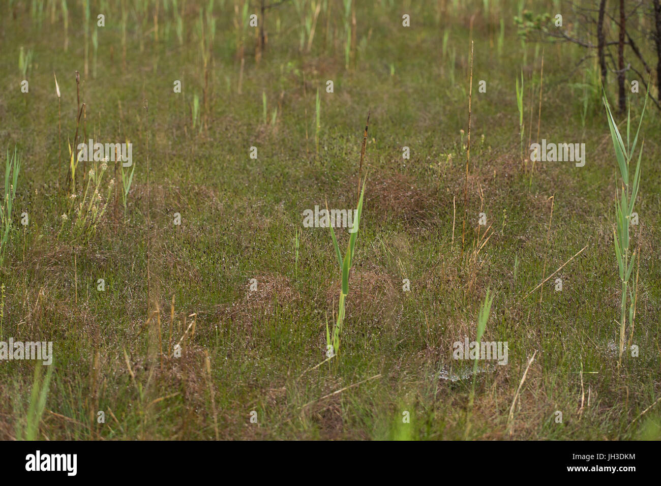 A beautiful landscape of a grassy marsh after the rain in summer Stock ...