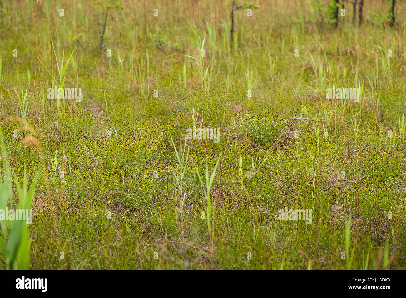 A beautiful landscape of a grassy marsh after the rain in summer Stock ...