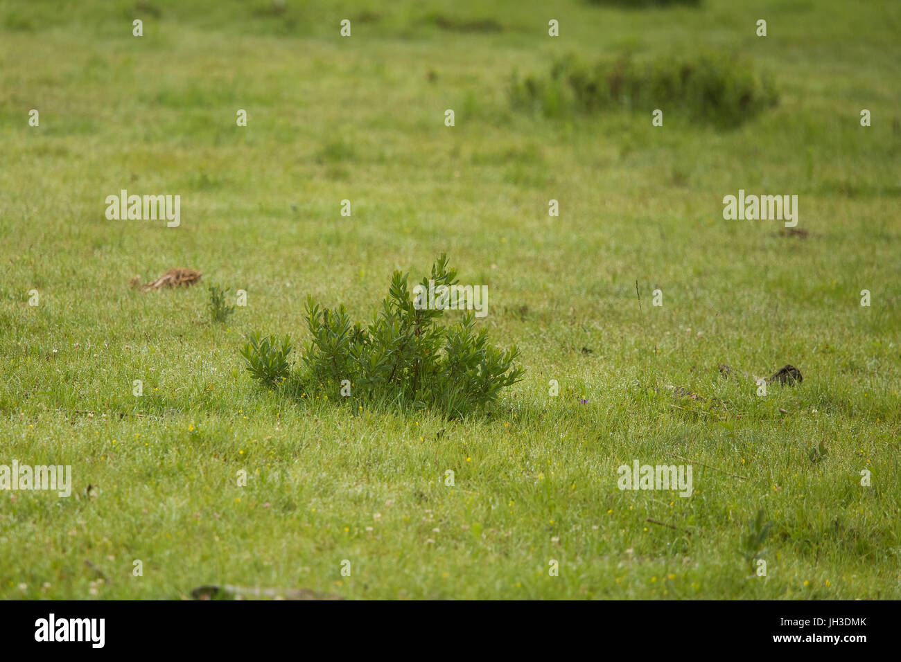A beautiful landscape of a grassy marsh after the rain in summer Stock ...