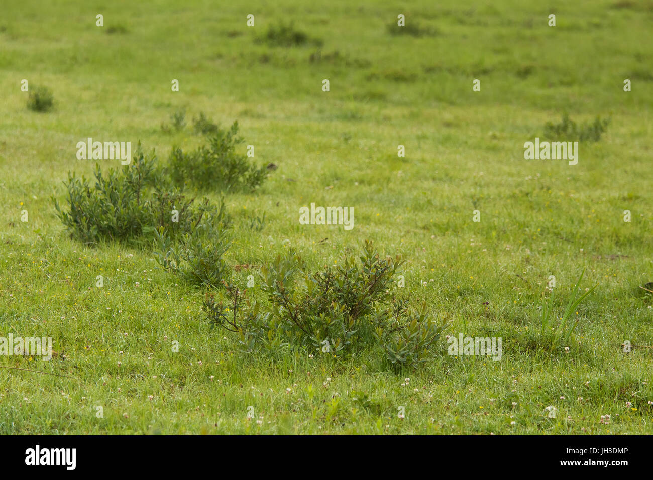 A beautiful landscape of a grassy marsh after the rain in summer Stock ...