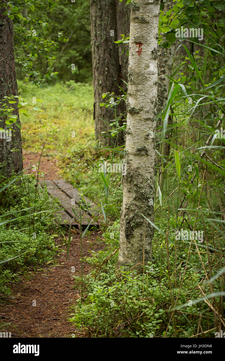 A beautiful wooden footpath in a marsh natural park Stock Photo - Alamy