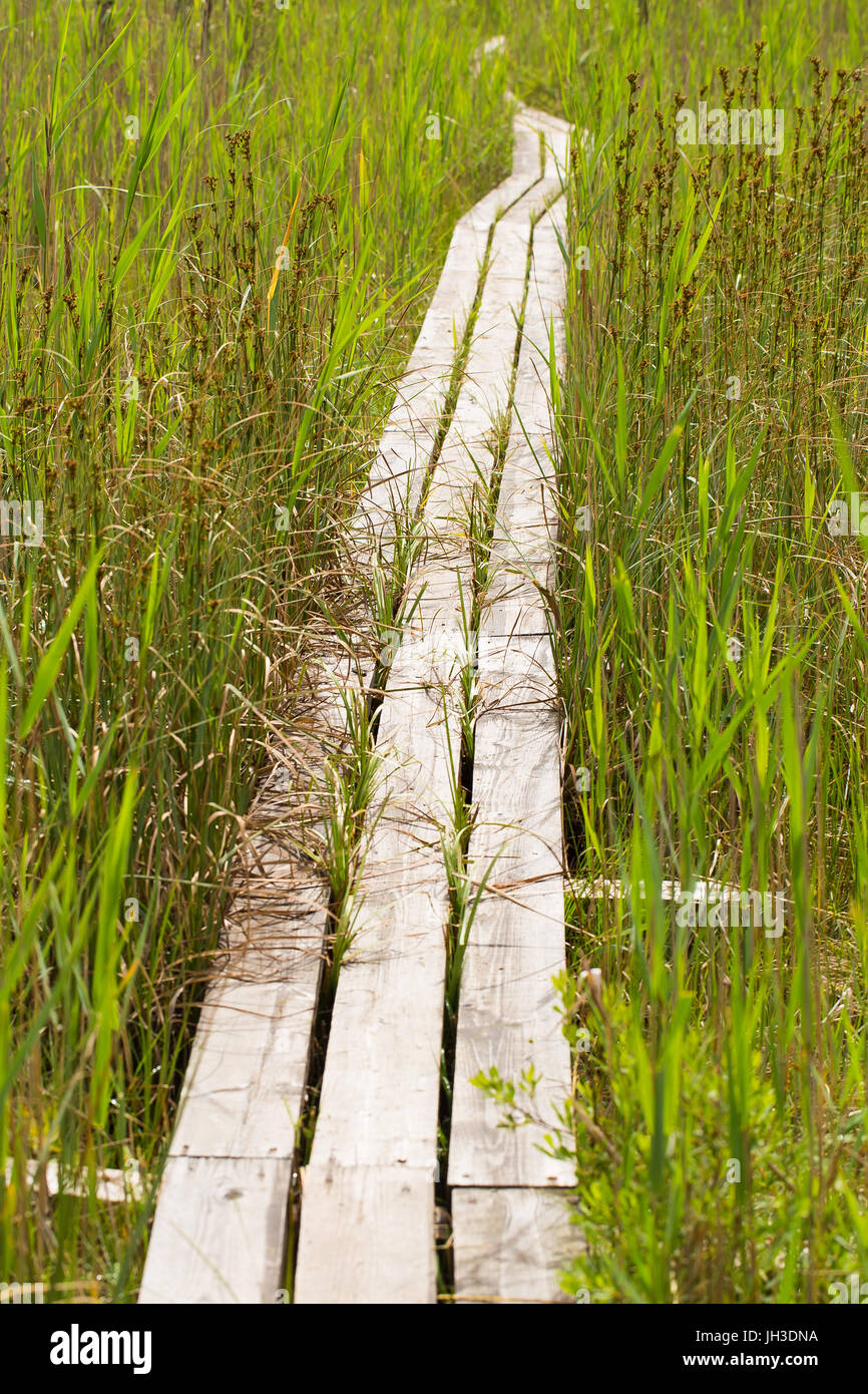 A beautiful wooden footpath in a marsh natural park Stock Photo - Alamy