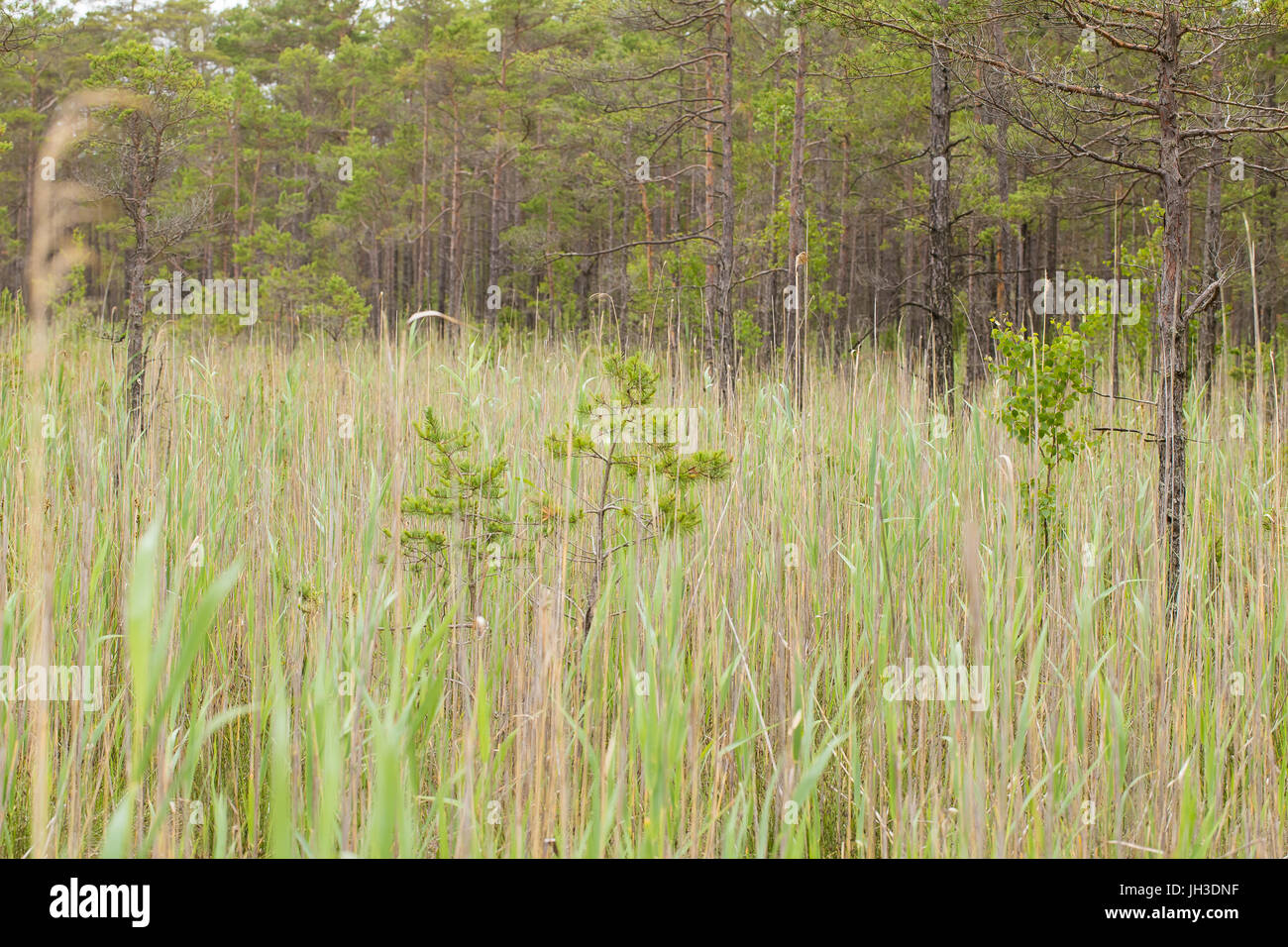 A beautiful landscape of a grassy marsh after the rain in summer Stock ...