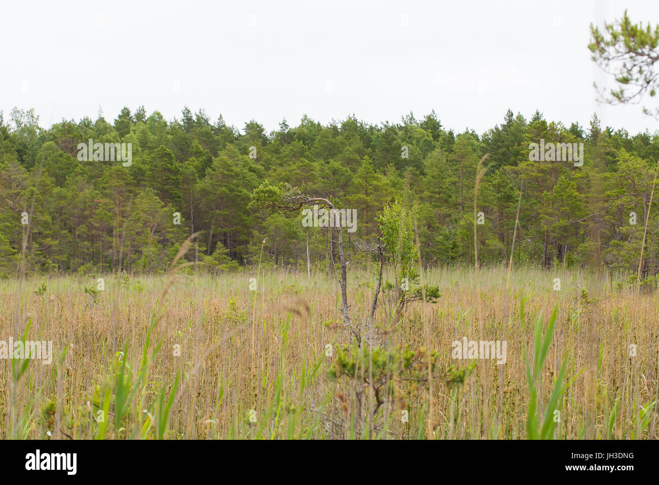 A beautiful landscape of a grassy marsh after the rain in summer Stock ...