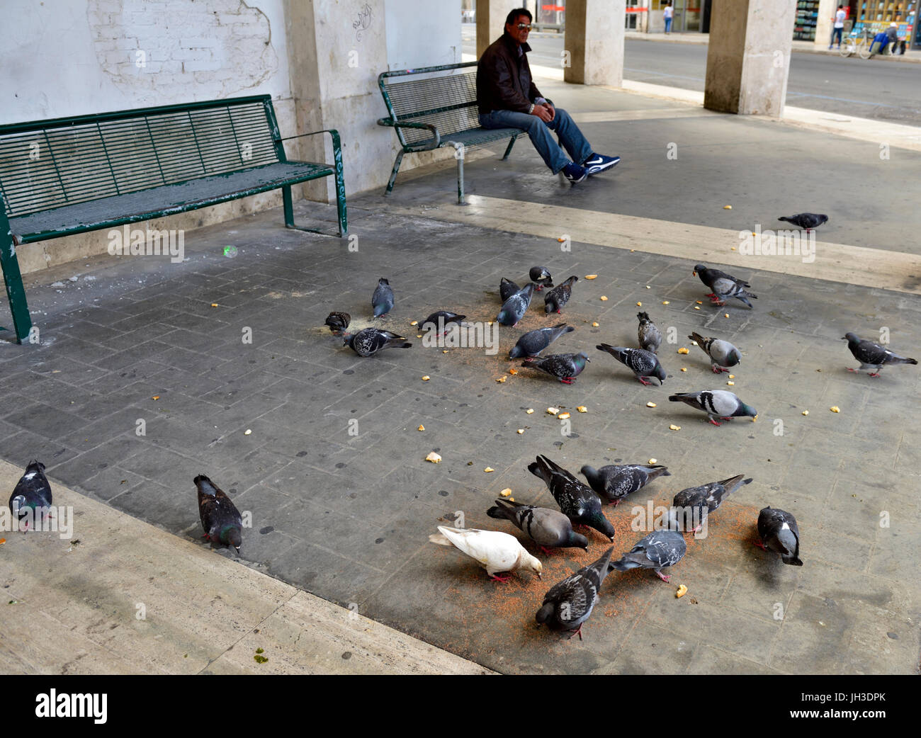 Pigeon pests hi-res stock photography and images - Alamy