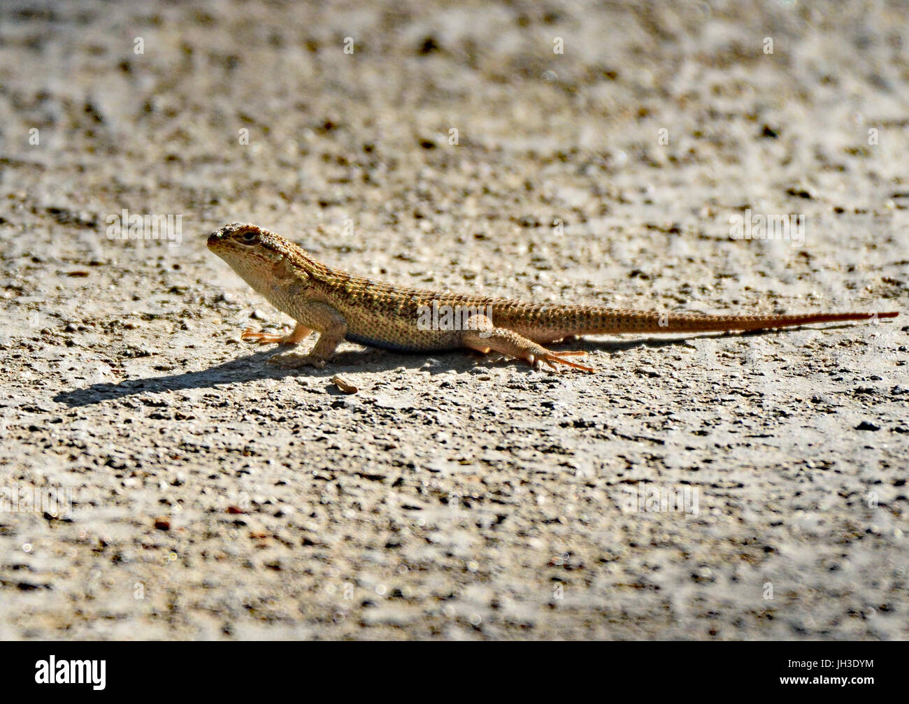 A Small Lizard Stock Photo - Alamy
