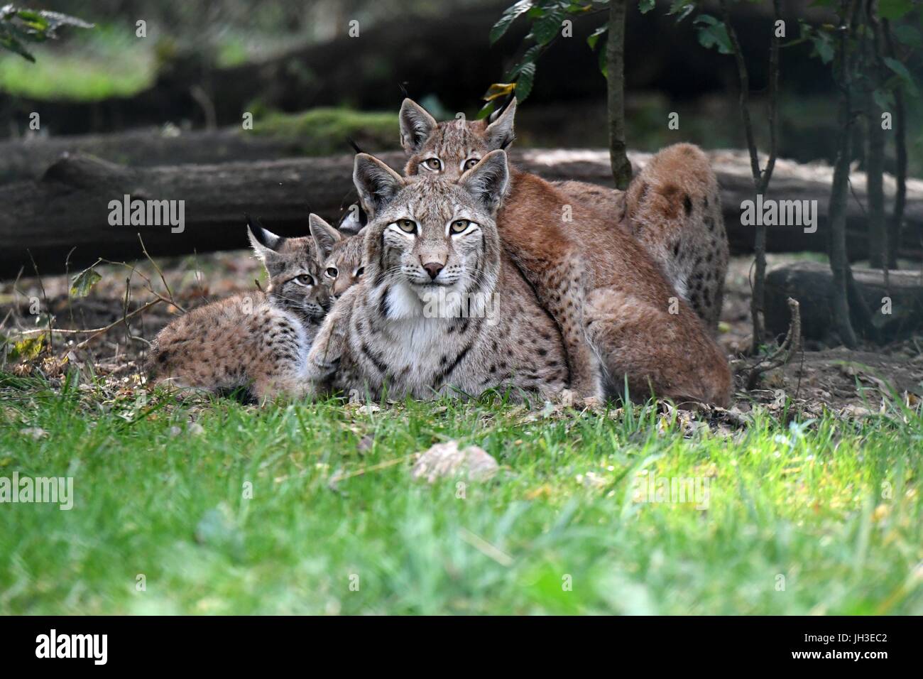 Lynx | usage worldwide Stock Photo - Alamy