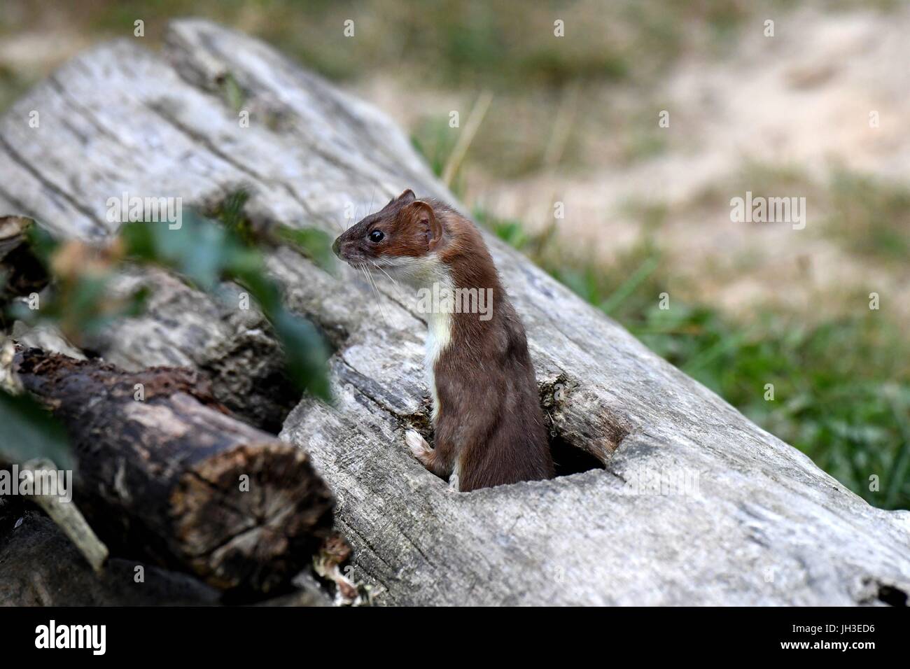 Weasel, Ermine | usage worldwide Stock Photo - Alamy