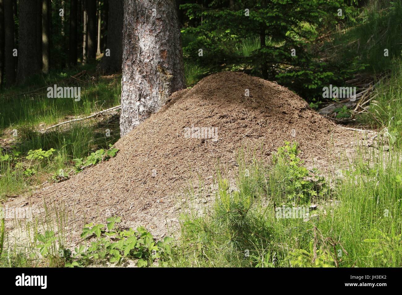 Formica rufa mound hi-res stock photography and images - Alamy