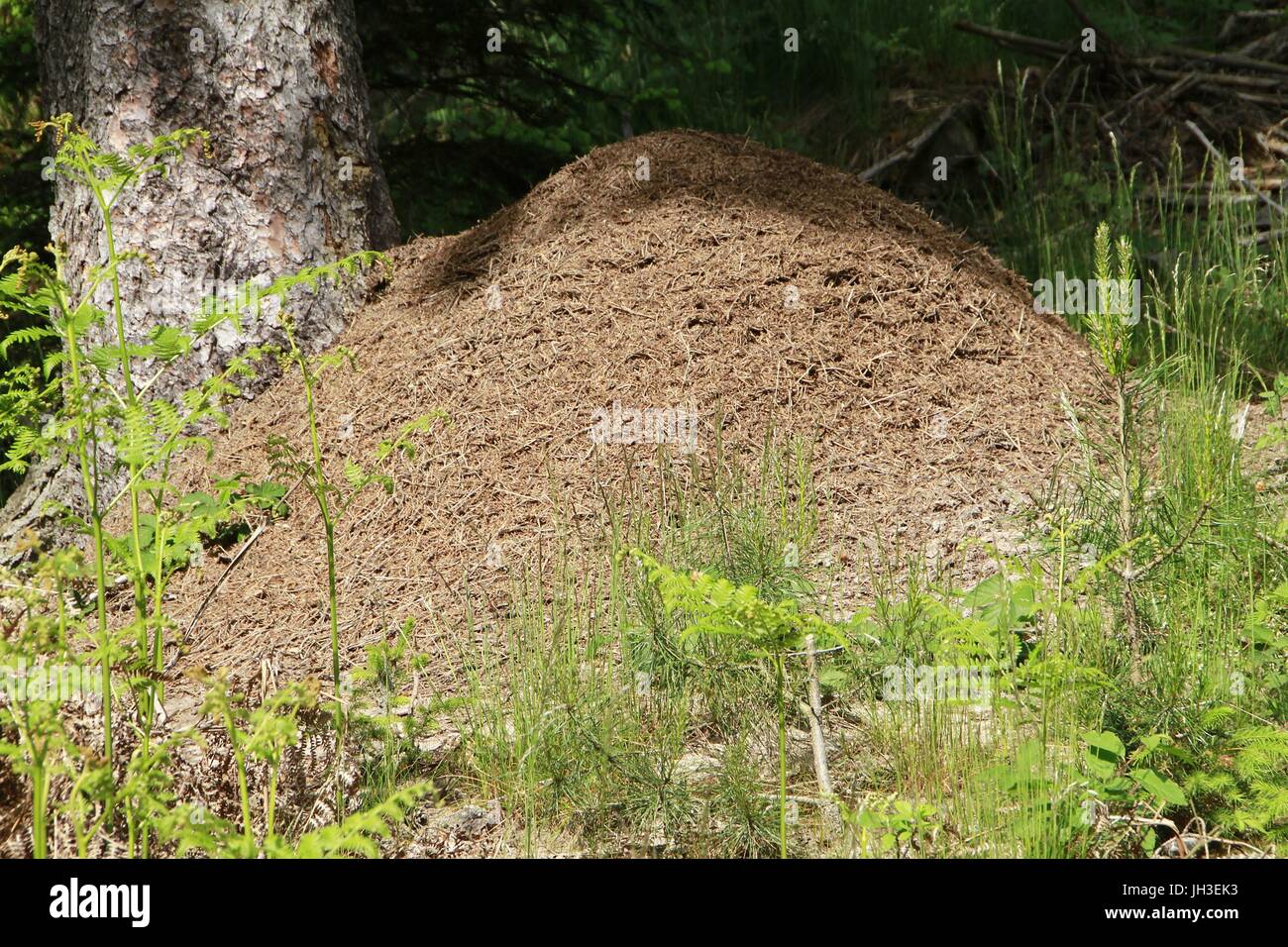 A worker of the Red Forest Ant (Formica Rufa). The ants consume insects ...