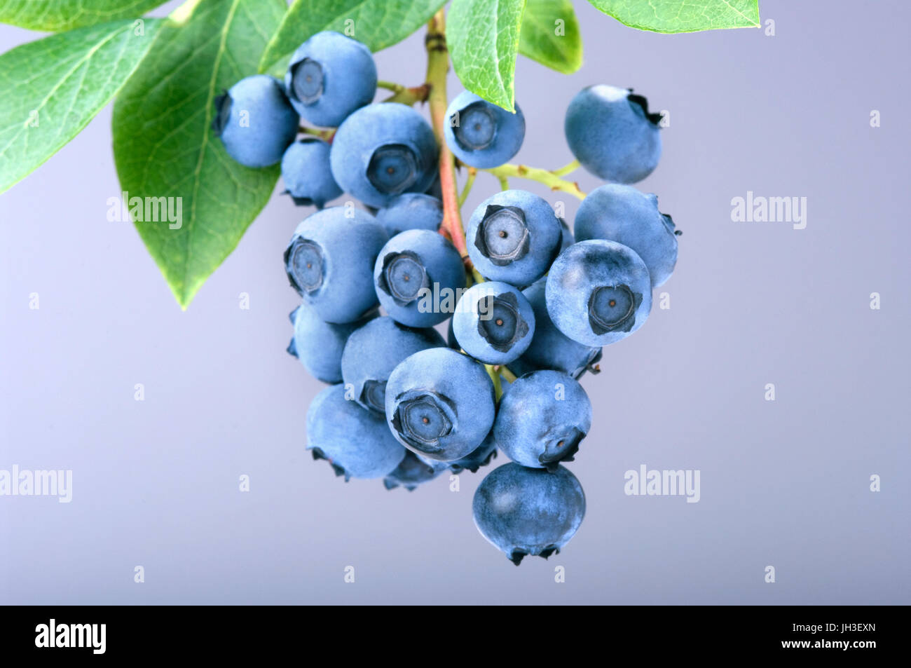 Group of blueberries with leaves on a branch. Studio shoot Stock Photo ...