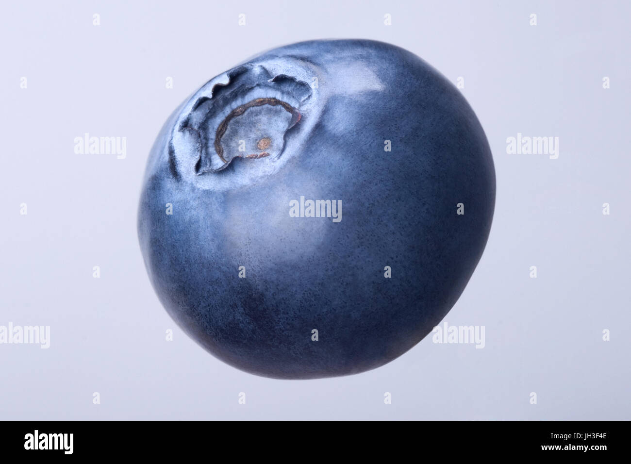Single blueberry or huckleberry on white background. Studio shoot Stock ...