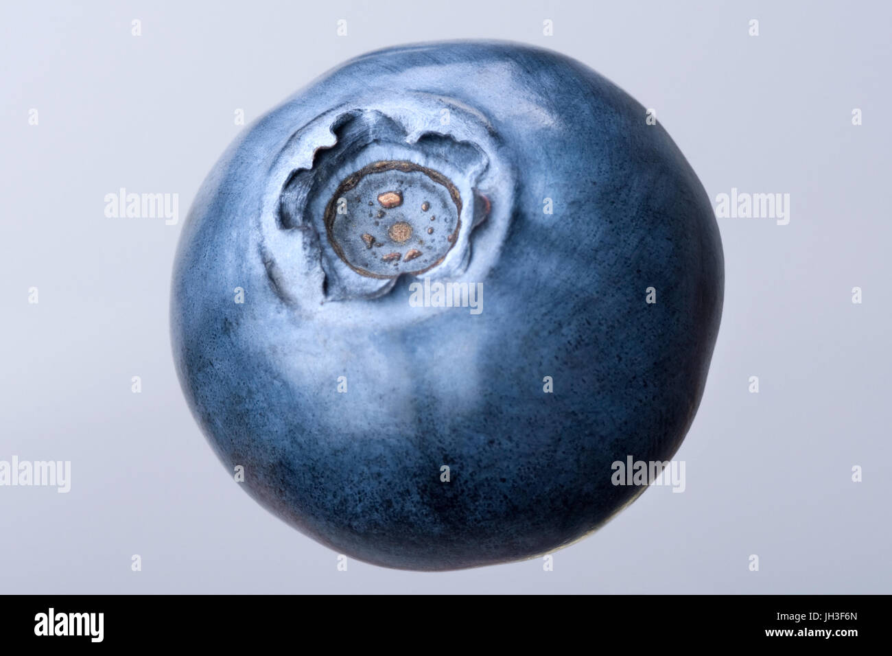 Single blueberry or huckleberry on white background. Studio shoot Stock ...