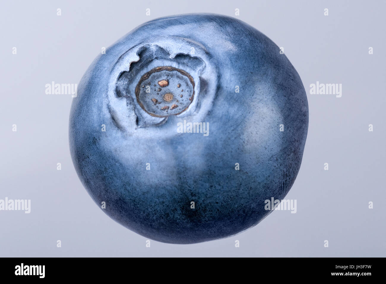 Single blueberry or huckleberry on white background. Studio shoot Stock ...