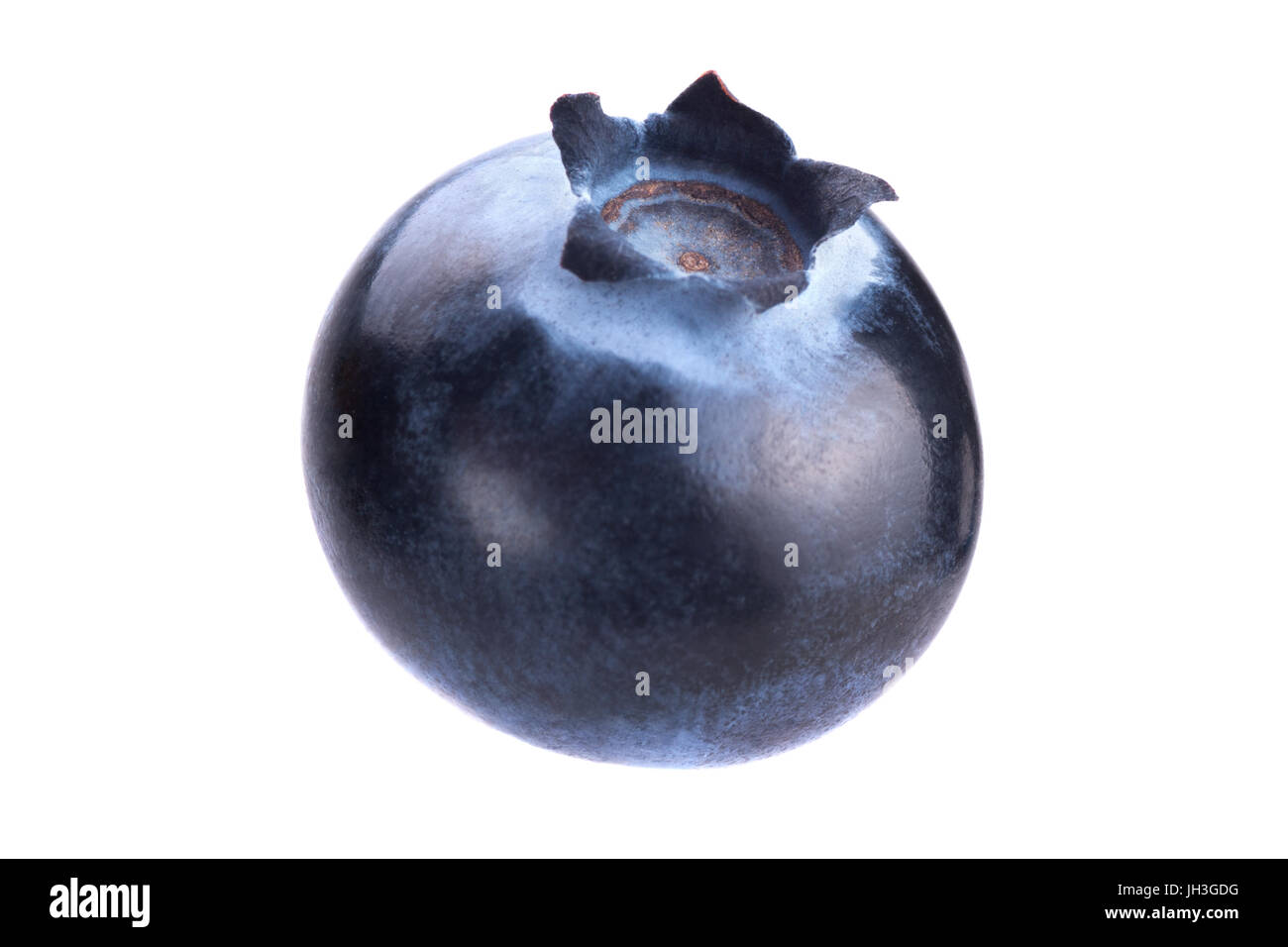 Single blueberry or huckleberry on white background. Studio shoot Stock ...