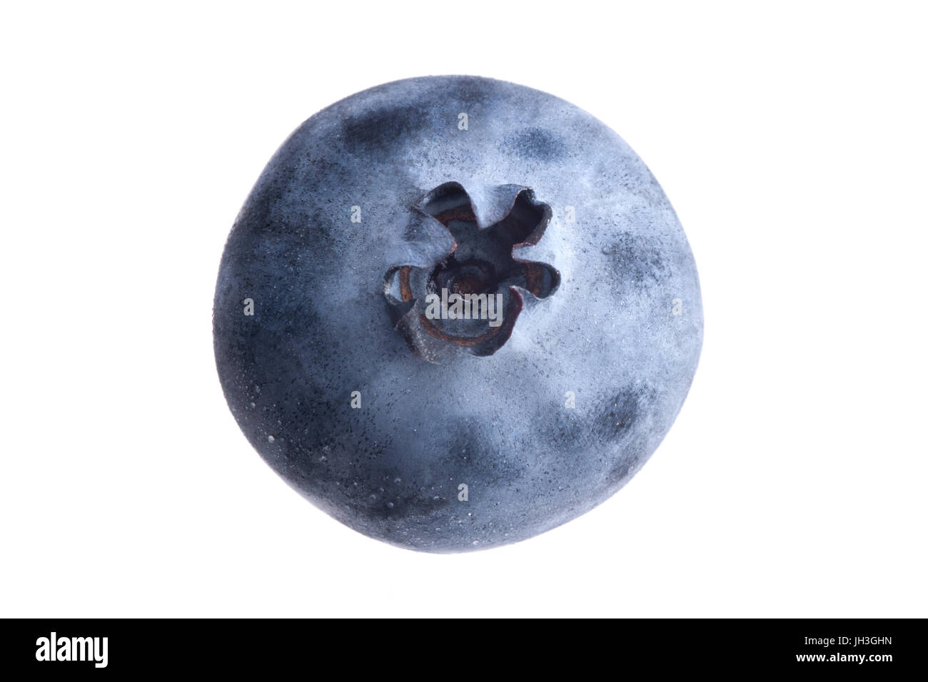 Single blueberry or huckleberry on white background. Studio shoot Stock ...