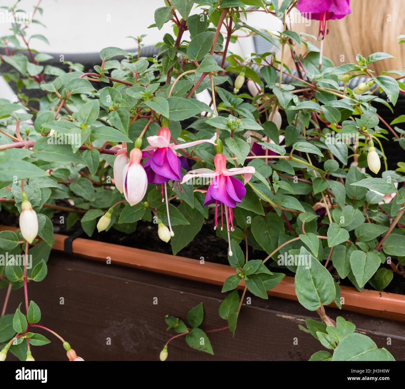 Pink flowers prague czech republic hi-res stock photography and images ...