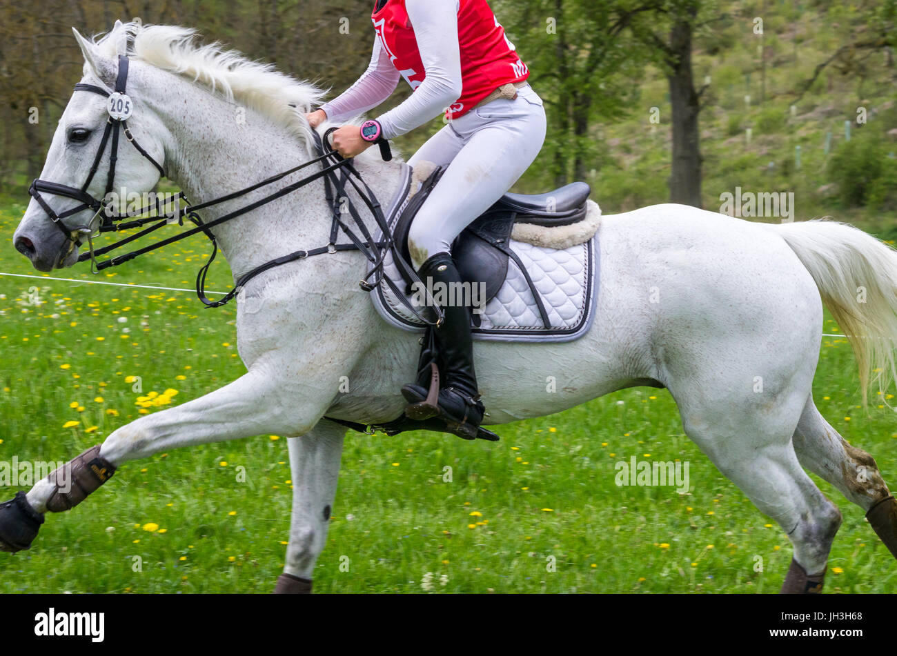 English riding competition hi-res stock photography and images - Alamy