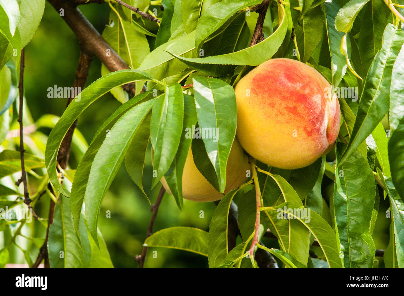 Ripe peach fruits on the tree in garden Stock Photo - Alamy