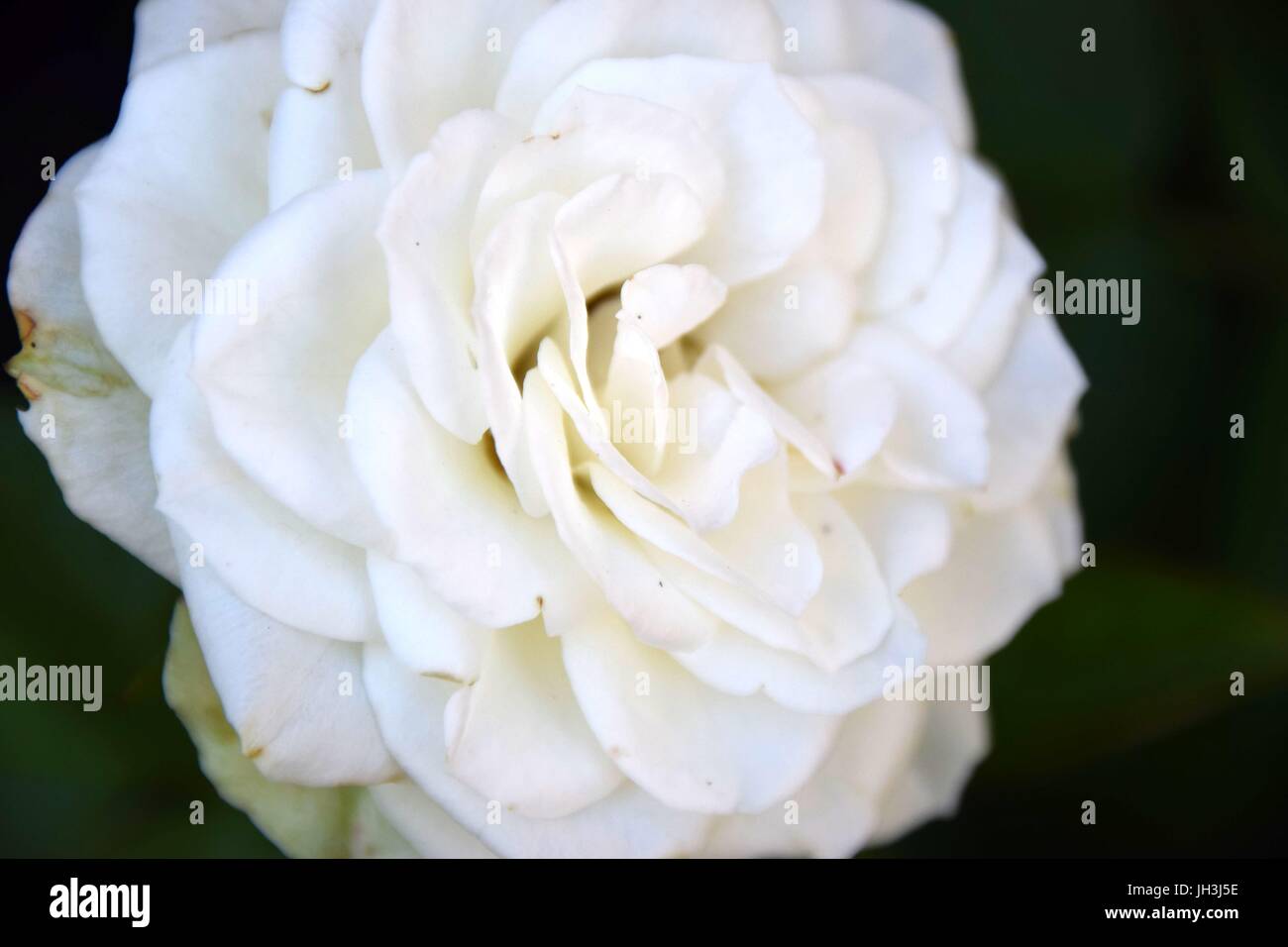 Rosa terrasse hi-res stock photography and images - Alamy