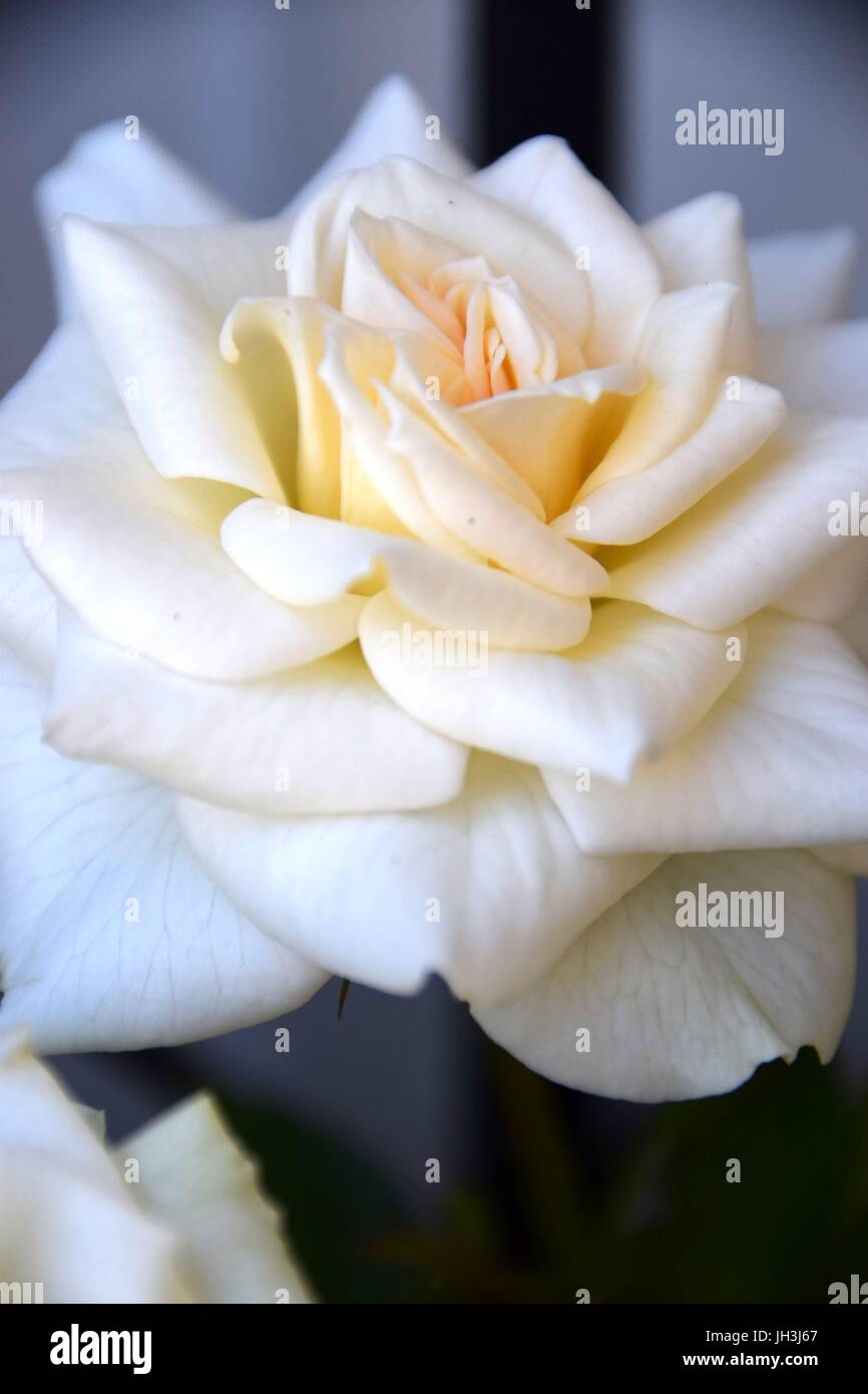 Rosa terrasse hi-res stock photography and images - Alamy