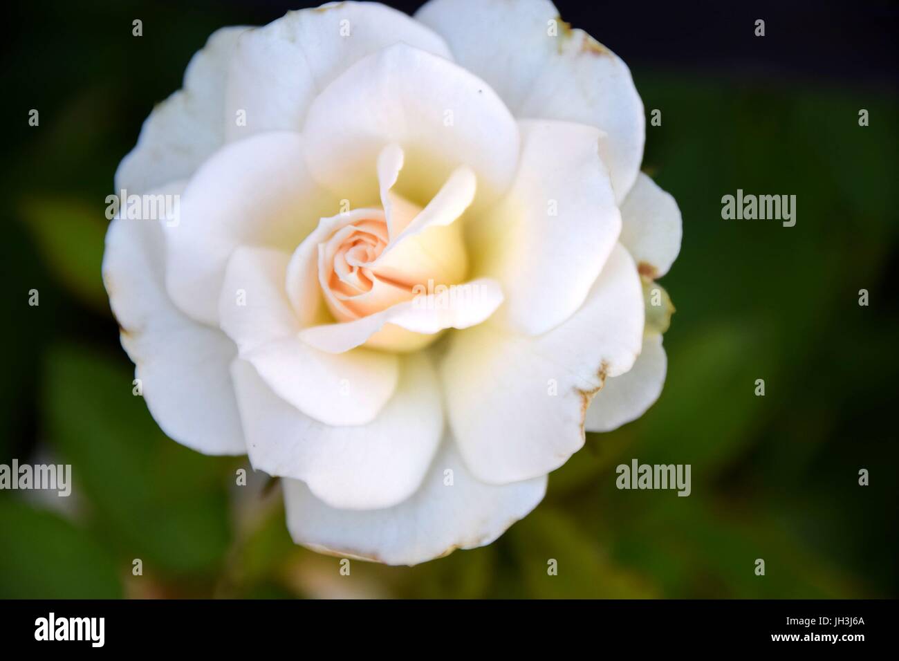 white roses, symbol of love, Rosa Stock Photo - Alamy