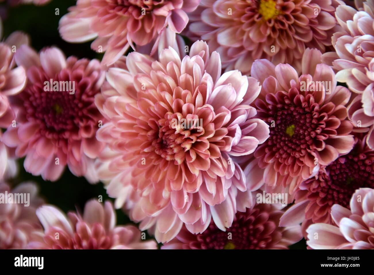 Chrysants hi-res stock photography and images - Alamy