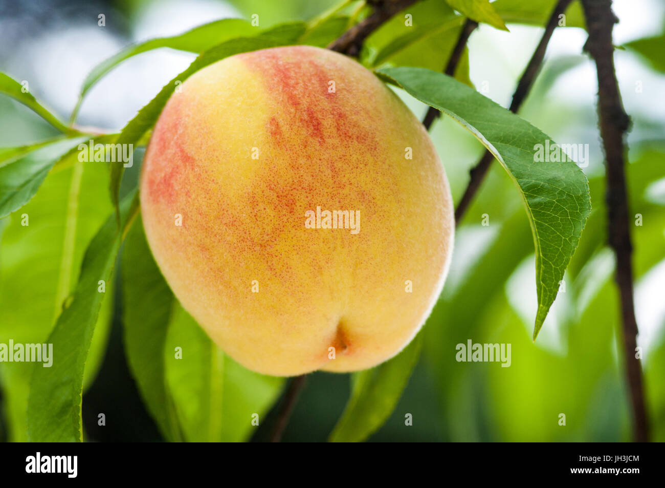 Ripe peach fruits on the tree in garden Stock Photo - Alamy