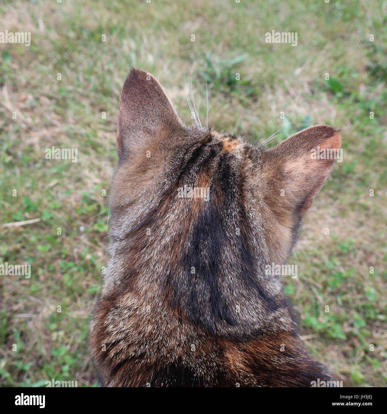 The back of a cat's.head Stock Photo - Alamy