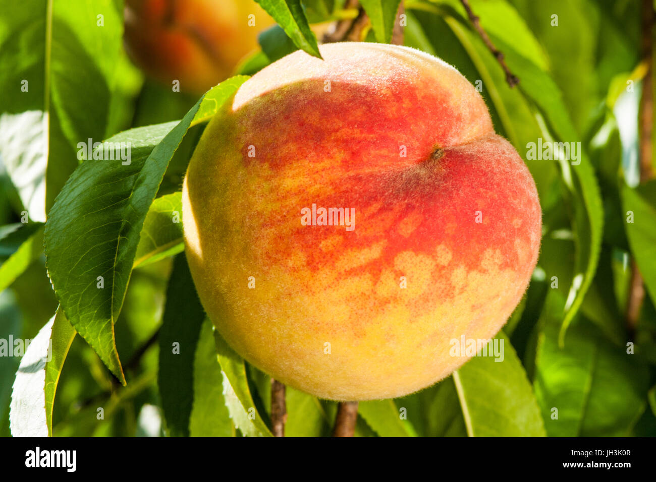 Ripe peach fruits on the tree in garden Stock Photo - Alamy
