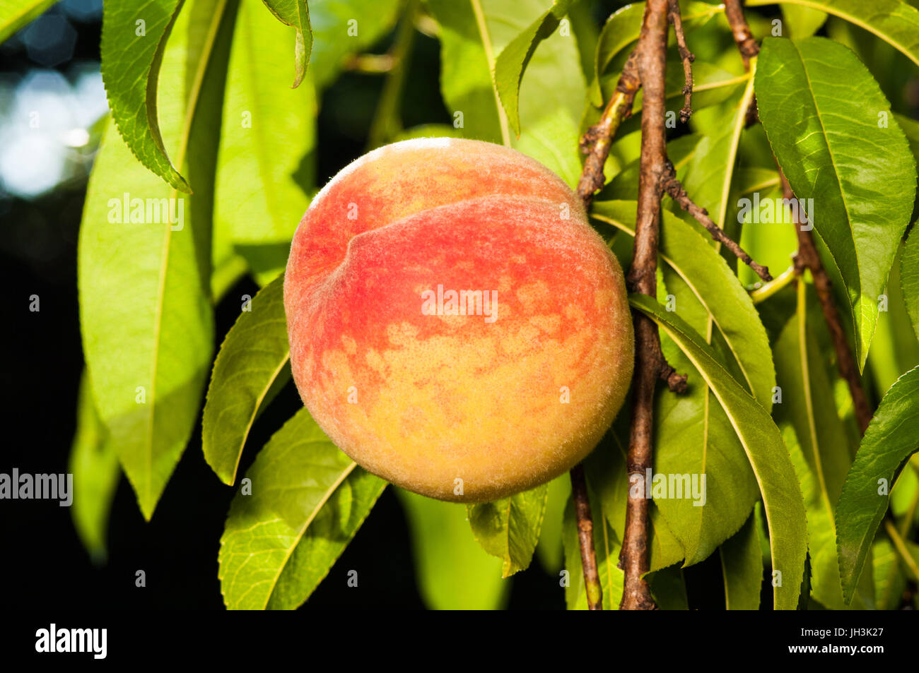 Ripe peach fruits on the tree in garden Stock Photo - Alamy