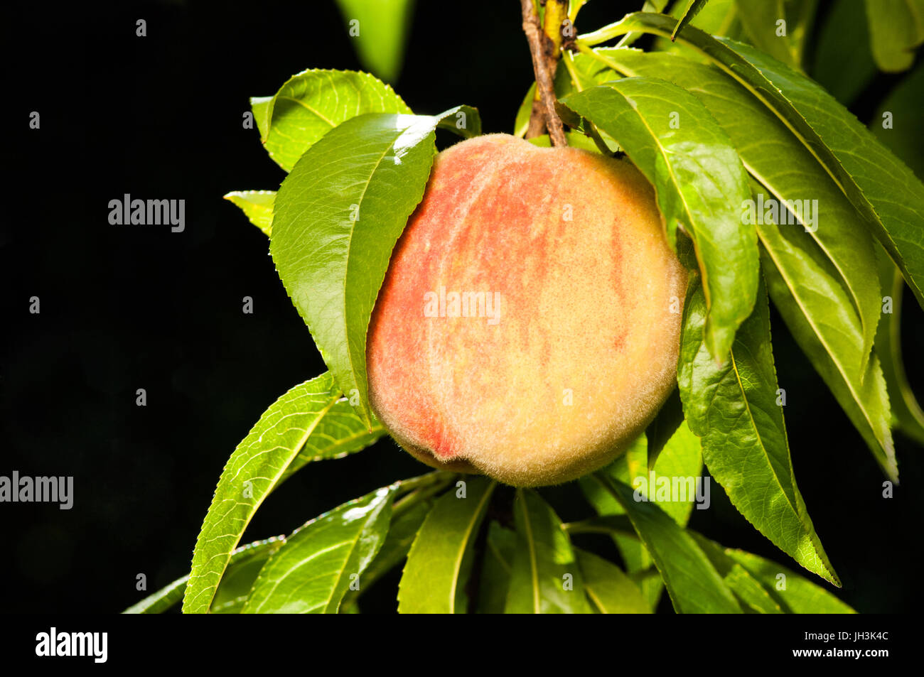 Ripe peach fruits on the tree in garden Stock Photo - Alamy