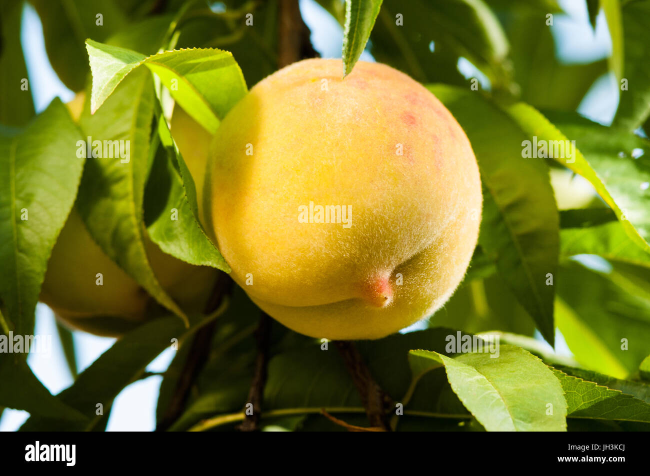 Ripe peach fruits on the tree in garden Stock Photo - Alamy